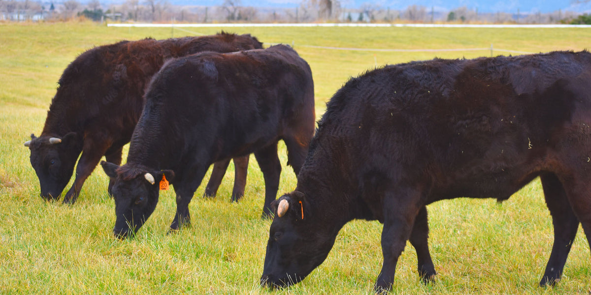 How We Raise Our Wagyu – Miraflora Wagyu